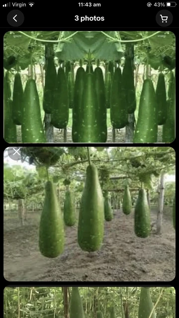 🌼 100% GENUINE Bangladeshi Vegetable Lau Khodu Pani Kodu Gourd Seeds ...