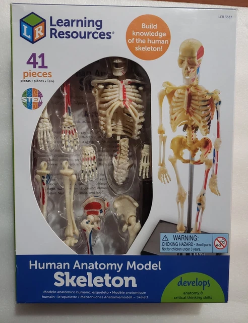 LEARNING RESOURCES HUMAN Anatomy Skeleton kit 9.2" stem kit miniature model £23.72 - PicClick UK