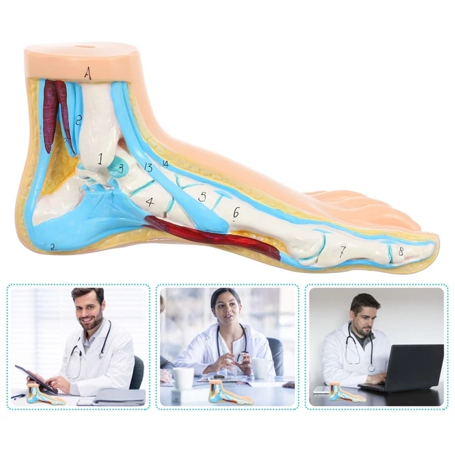 CLINIC DISPLAY FOOT Medical Anatomical Foot Model Medical Normal Foot ...