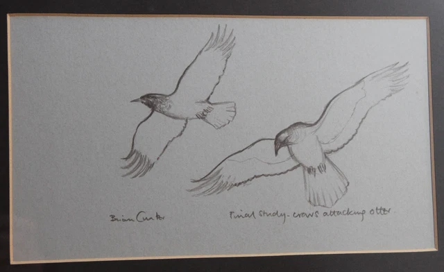CROWS ATTACKING OTTER - Framed Pencil Sketch Picture signed Brian ...
