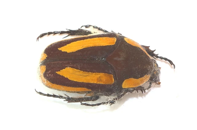 COLEOPTERA, CETONIINAE, CLINTERIA VITTIGERA from INDONESIA £13.14 ...