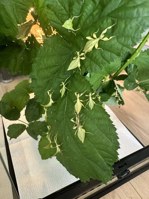 3 X LEAF Insect (Phyllium phillippinicum) Nymphs Unsexed 4-6 Weeks Old ...