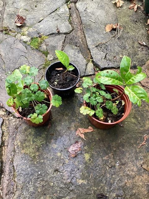 3 X LAUREL Trees LAURUS Hedging Shrubs Trees, Geraniums Growing In Same ...