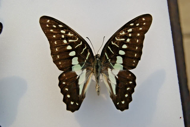 GRAPHIUM MEYERI MEYERI butterfly set specimen Indonesia mounted £5.91 ...