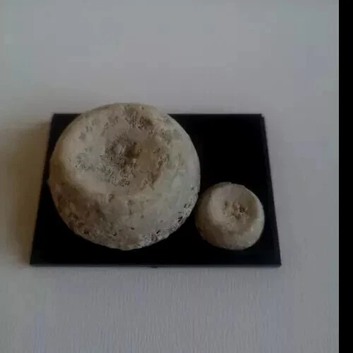 APIOCRINITES SP., CRINOIDE, Seelilie, Bathonium, Dogger, Luc-sur-Mer ...