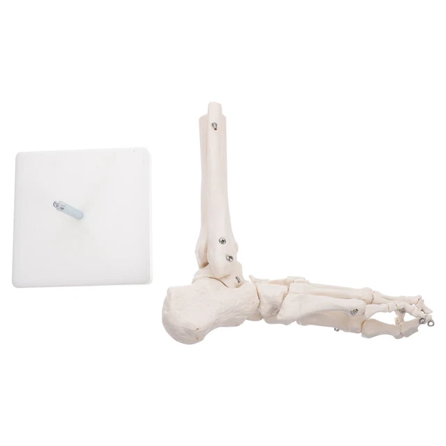 SKELETON 3D ANATOMY Human Joint Model Human Skeleton Anatomy £33.15 ...
