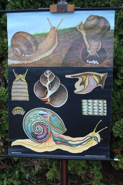 ROLLING MAP SCHOOL wall map wall map vineyard snail map school card ...