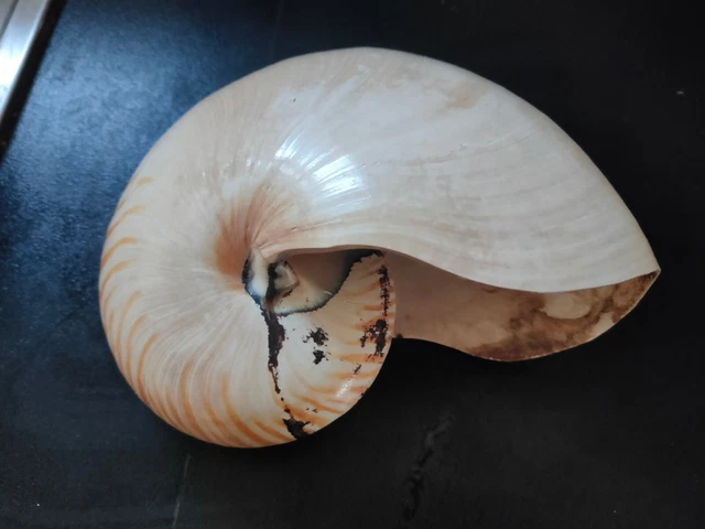 CONCHIGLIA SHELL NAUTILUS REPERTUS mm 200 Indonesia EUR 99,00 - PicClick IT