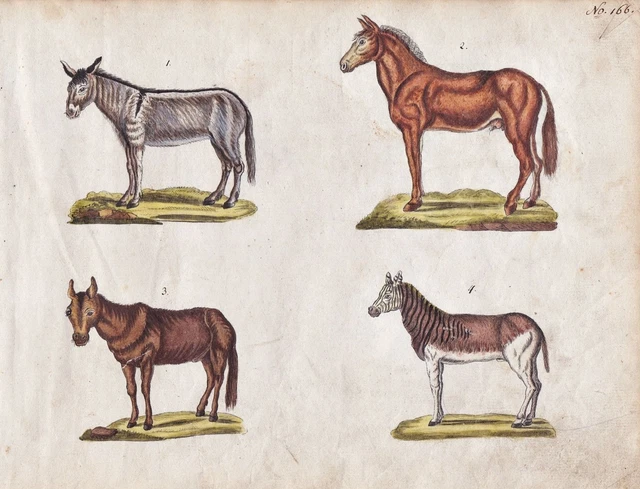 ÂNE CHEVAL DONKEY Horse Original Aquarelle Drawing Dessin 1800 EUR 74 ...