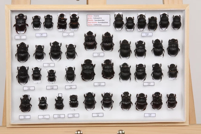 ENTOMOLOGIE COLLECTION MUSÉUM des insectes du monde Lot N° 44 ...