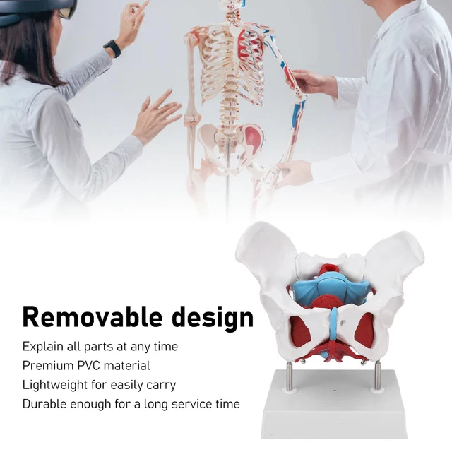 PELVIC FLOOR ANATOMY Model Removable Colored Female Pelvis Model For ...