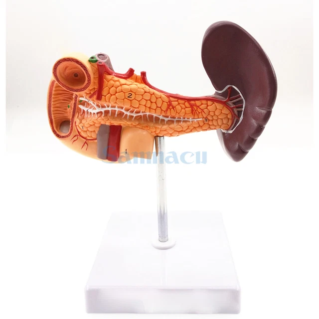 LIVER GALLBLADDER PANCREAS Duodenum Anatomical Model Normal ...