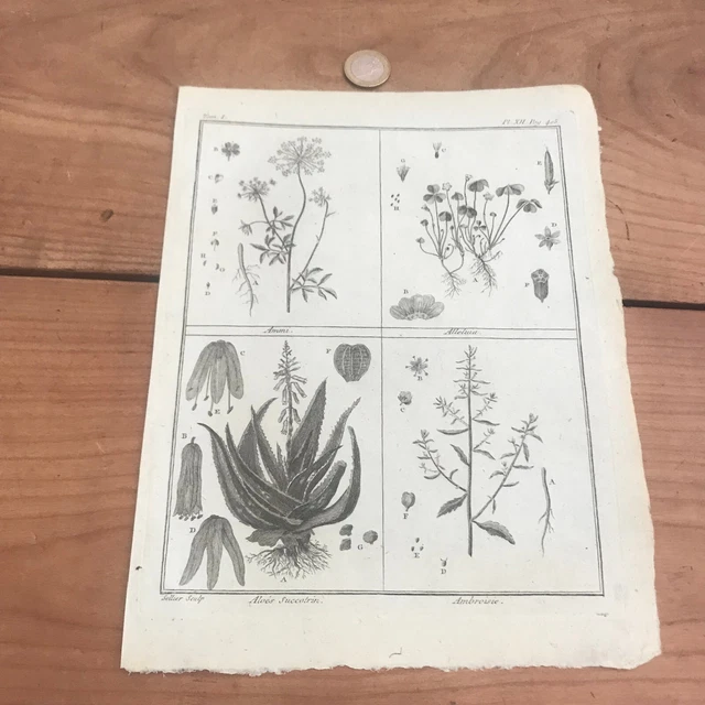 GRAVURE ANCIENNE 18 eme siècle N372 plante EUR 18,00 - PicClick FR