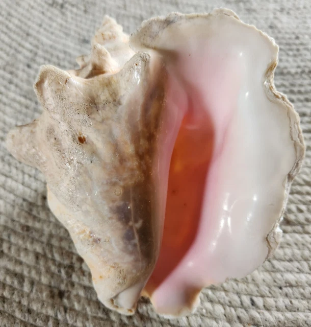 LARGE NATURAL PINK Queen Conch Sea Shell Seashell 8" x 8" Beach House ...