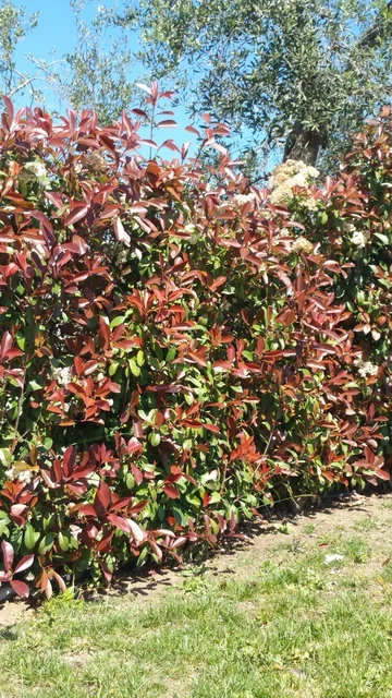 5 PZ PIANTA di Photinia Red Robin Pianta Photinia da Siepe vaso 7 ...