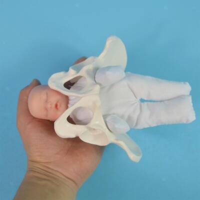 LIFE SIZE FEMALE Pelvis Model Childbirth Model Mini Female Pelvis Model ...