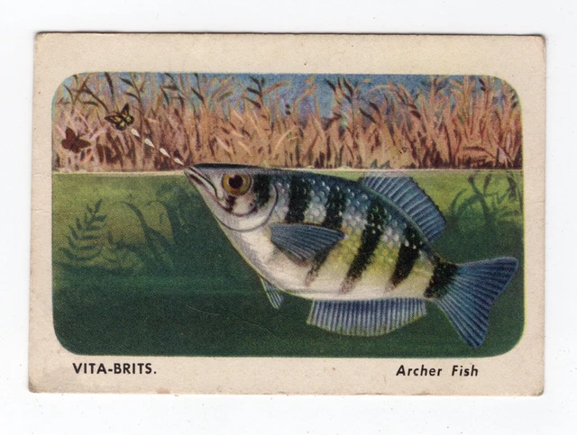 CEREAL FOODS AUSTRALIA - Fish of the World’s Oceans #11 Archer Fish $3. ...