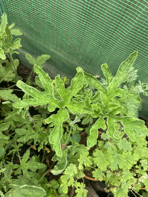 PELARGONIUM GRAVEOLENS ‘ROBER’S Lemon Rose’ Rare Scented Geranium Large ...