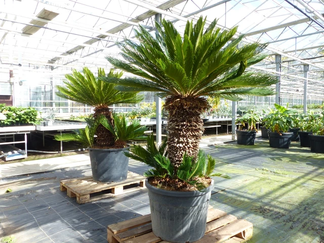 MEGA PALMFARN 170 - 180 cm Cycas Revoluta | 100 cm Stammumfang ...