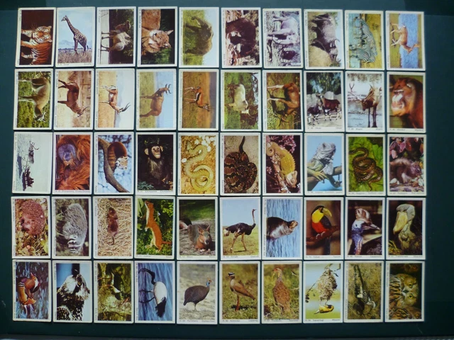 TRADING CARDS DANDY Gum Denmark wild animals of the world H-serie x 50 ...