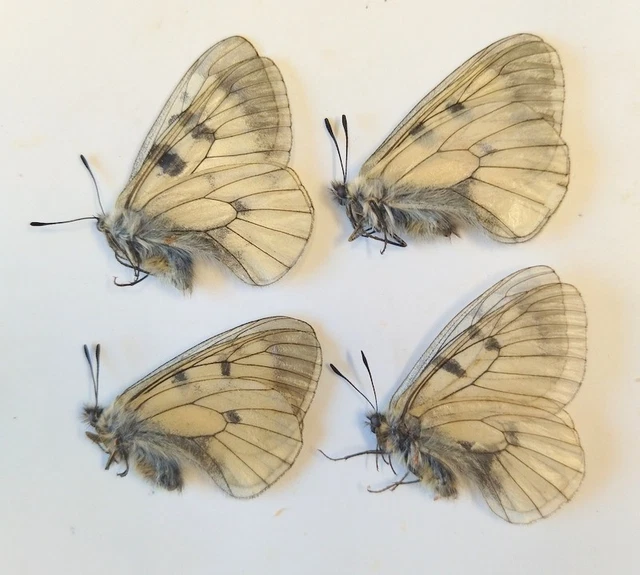 PAPILIONIDAE: PARNASSIUS MNEMOSYNE rogervalletti 4 exx MMMM - Italy £6. ...