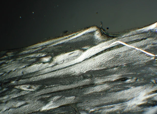 JOHN VIZE ANTIQUE Microscope Slide. Bone of Lion £10.00 - PicClick UK