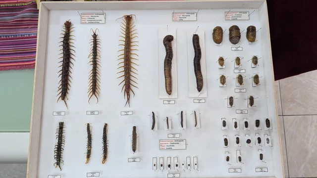 ENTOMOLOGIE COLLECTION MUSÉUM des insectes du monde Lot N° 57 : Autres ...
