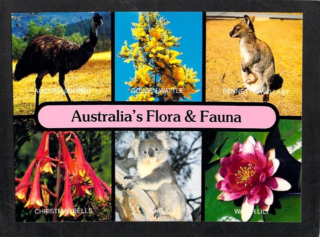 B7770 AUSTRALIA'S FLORA and Fauna Multiview postcard $10.70 - PicClick AU
