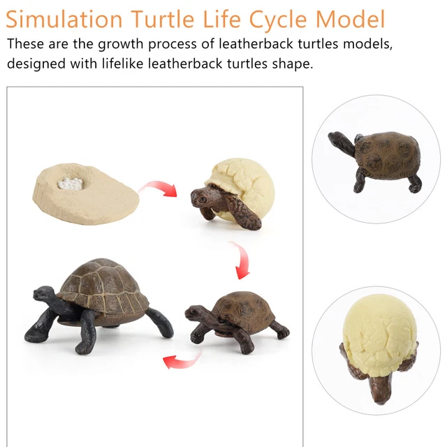LIFE CYCLE MODELS Life Cycle Of A Turtle Educational Toys Kids Tortoise ...