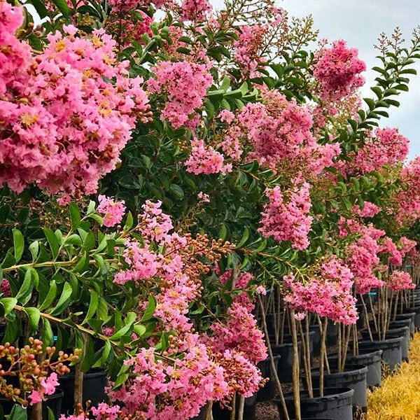 SIOUX PINK CRAPE Myrtle Tree - Live Plant - ( 1 QT ) EUR 22,22 ...