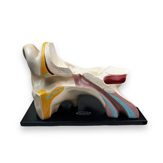 FREY SCIENTIFIC HUMAN Ear Model, 3 times Life-Size 17" х 10" $99.00 ...