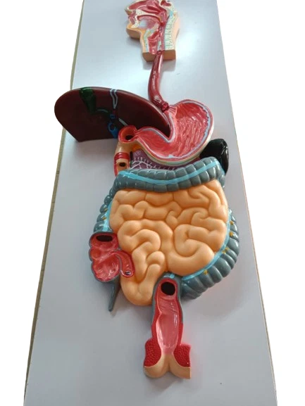 DIGESTIVE SYSTEM MODEL big size on board for lab. Edufab £353.63 ...
