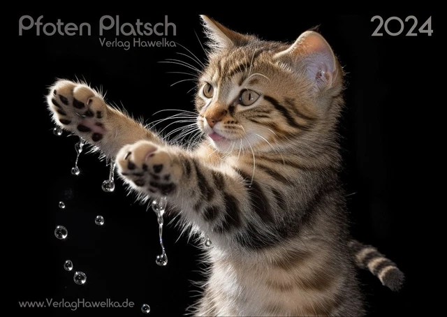CALENDRIER CHAT 2024 - pattes plat - calendrier mural A4 EUR 5,95 ...