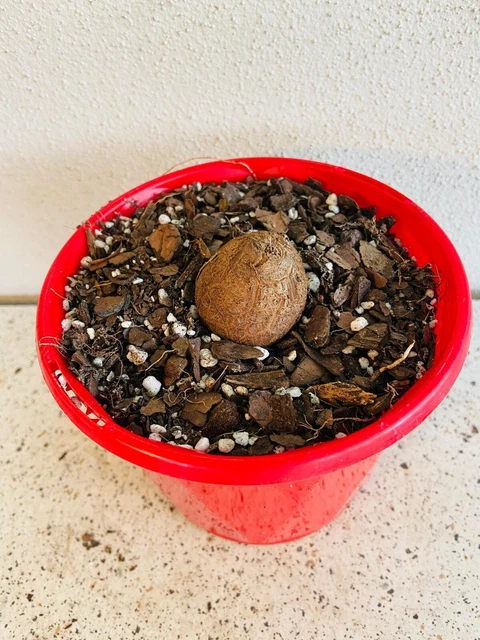 DIOSCOREA ELEPHANTIPES – Unique Elephant’s Foot Caudiciform Plant $61. ...