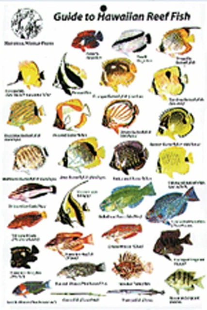 GUIDE TO REEF Fish Hawaiian Islands ID Card Travel 6x9 NEW BK12 £9.49 ...