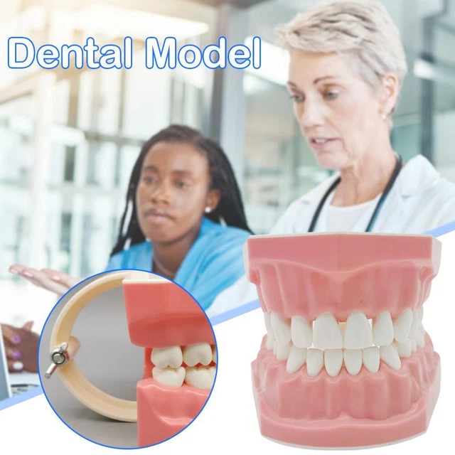 GIANT TOOTH TEETH brushing hygiene dental education model school NI0 ...
