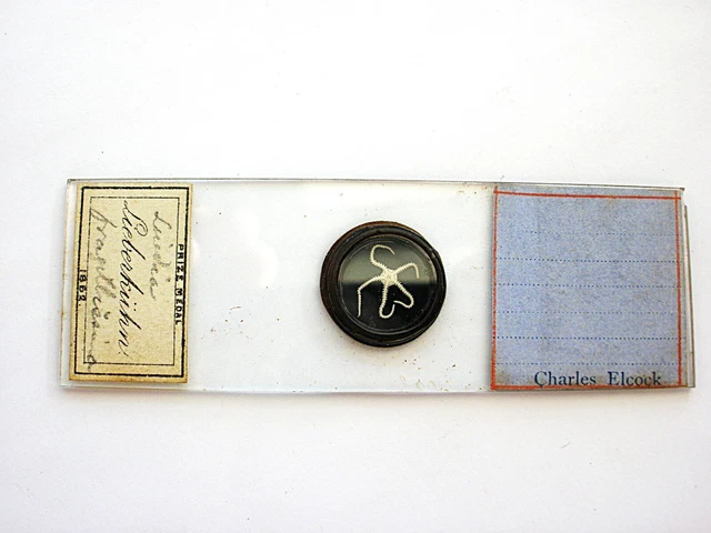 ANTIQUE MICROSCOPE SLIDE. 5 Fingered Starfish. Good Example by Charles ...