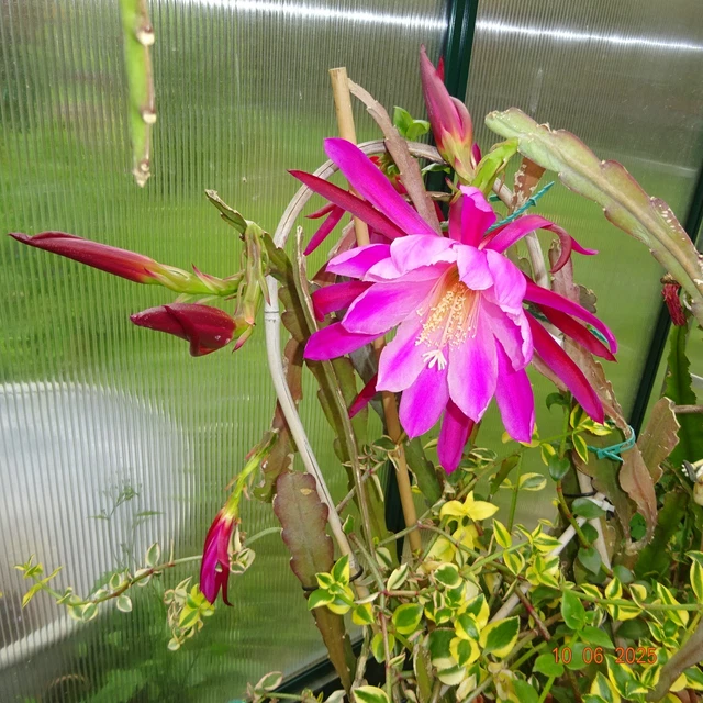 EPIPHYLLUM SHERMAN E. Beahm (ehem. Adolf Hitler), kleine Pflanze EUR 7 ...