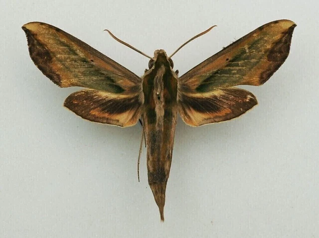SPHINGIDAE - PERGESA acteus - Green Pergesa Hawkmoth - male - Sumatra £ ...