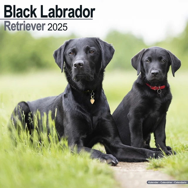 BLACK LABRADOR RETRIEVER Calendar 2025 Dog Breed Gift Wall 15% OFF ...