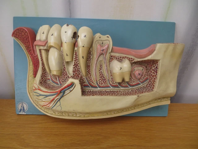 ANTIQUE VEB MEDICAL Lower Jaw/Teeth Anatomy Model £128.00 - PicClick UK