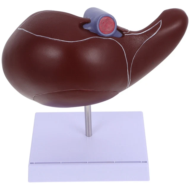 MODEL LIVER ANATOMY Anatomical Training Institution Laboratory £60.58 ...