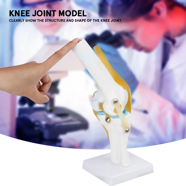 LIFE SIZE HUMAN Knee Joint Model For Skeleton Anatomy Study With ...