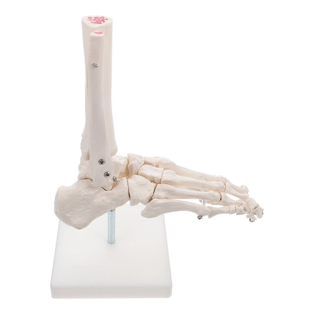 HUMAN ANATOMICAL MODULE Ankle Joint Model Anatomical Foot Model £43.99 ...