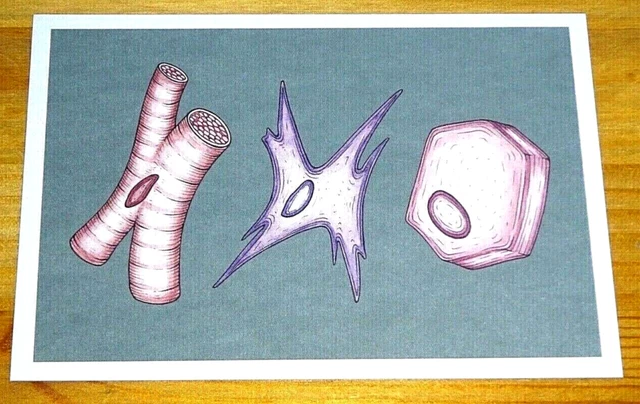 ANATOMICUM POSTCARD TYPES Of Cell: Cardiac Muscle, Connective Tissue ...