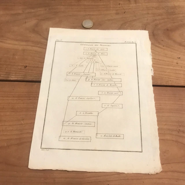 GRAVURE ANCIENNE 18 eme N300 généalogie des fraisiers EUR 18,00 - PicClick IT