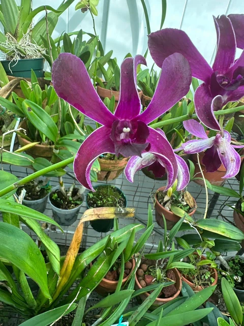 DENDROBIUM CESAR RED Orchid Plant Den Bright Colors. Easy Bloomer 0203 ...