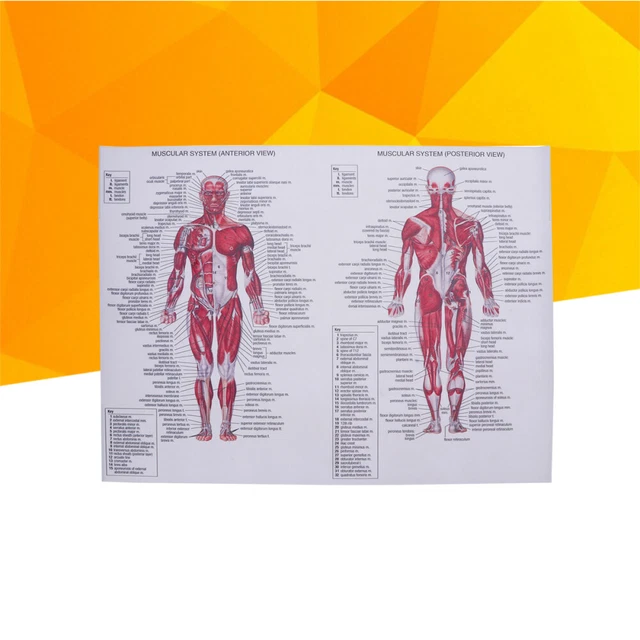 DIAGRAMMA DI ANATOMIA Muscolare Poster Del Corpo Umano Tirare Nucleo ...