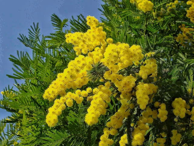 1 DE PLANTE Mimosa Acacia Dealbata En Vase 22CM H150CM Femmes Carnaval EUR 38,01 - PicClick FR