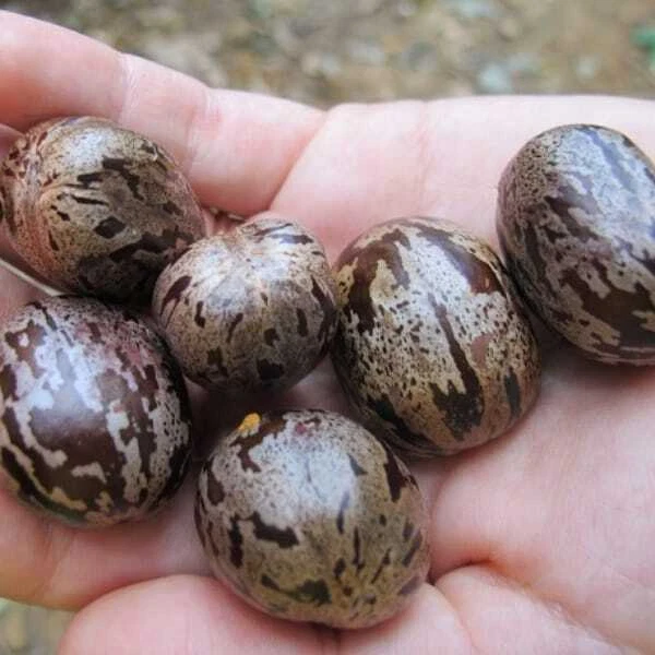 RUBBER TREE SEEDS Organic Hevea Brasiliensis Natural Pure Ceylon Rubber ...